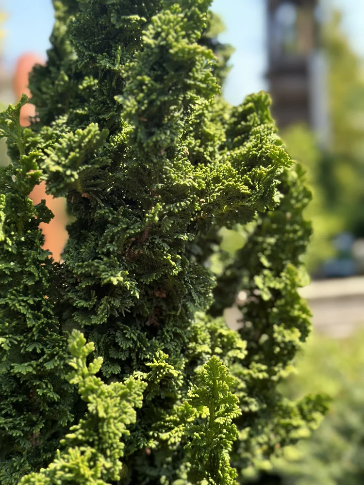 Thuja — Sunnyside Nursery