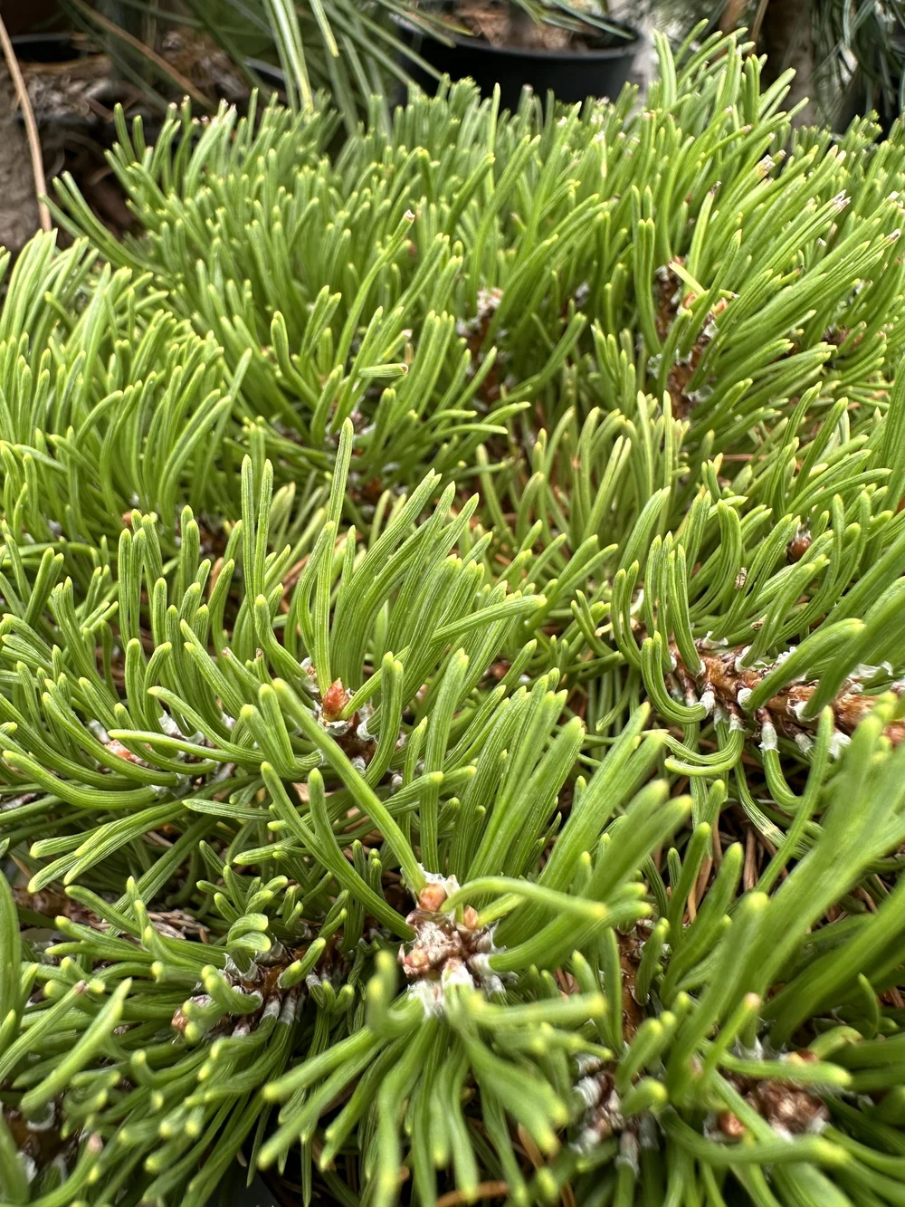 Pinus — Sunnyside Nursery