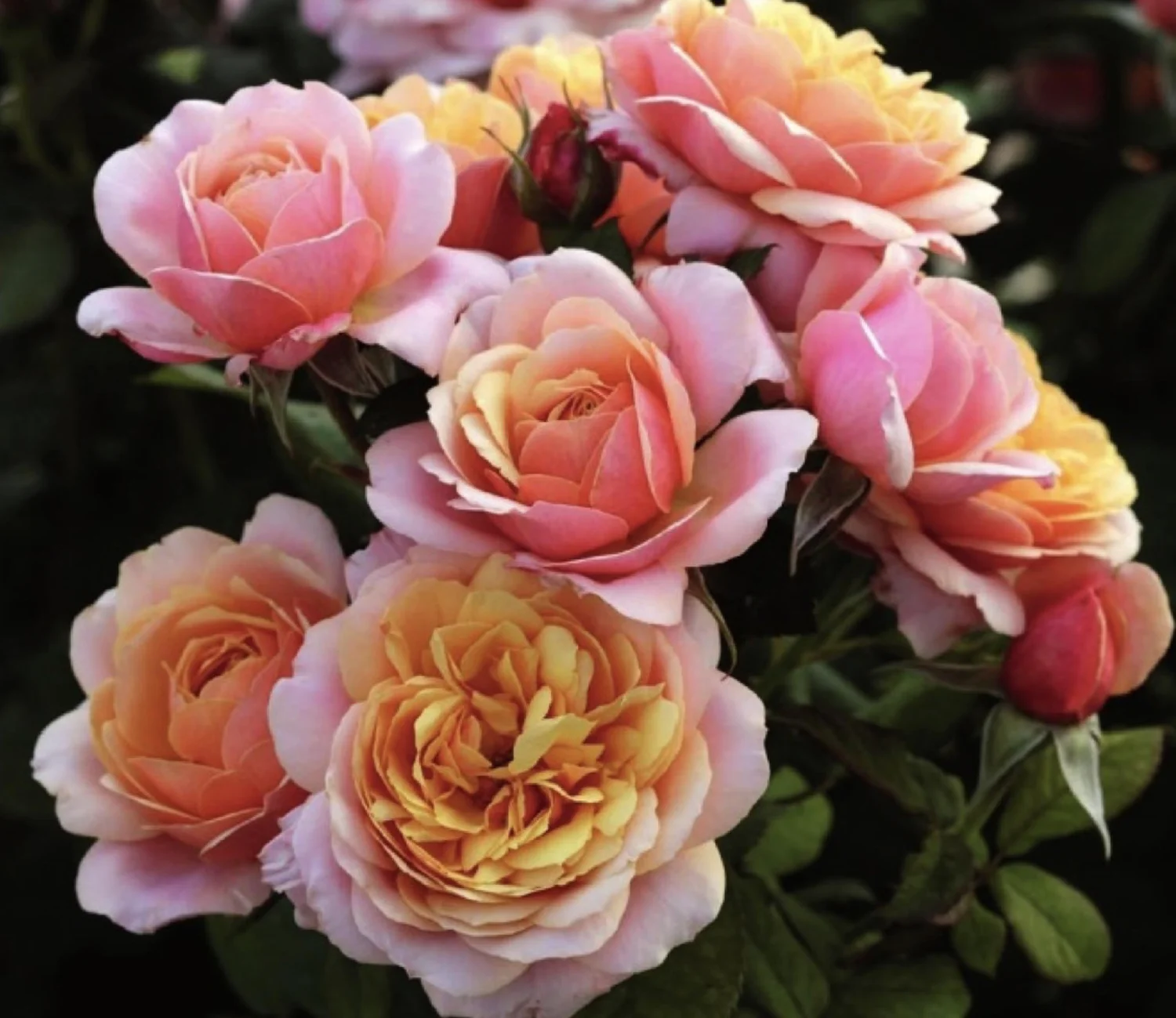 Grandiflora Roses — Sunnyside Nursery