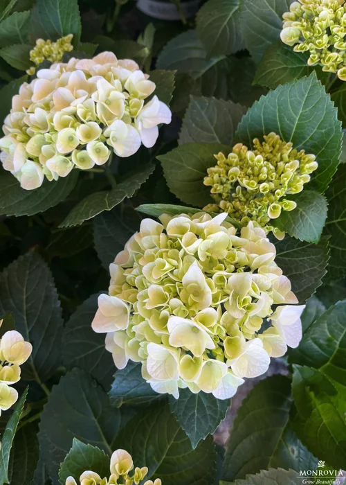 Big Leaf Hydrangeas — Sunnyside Nursery