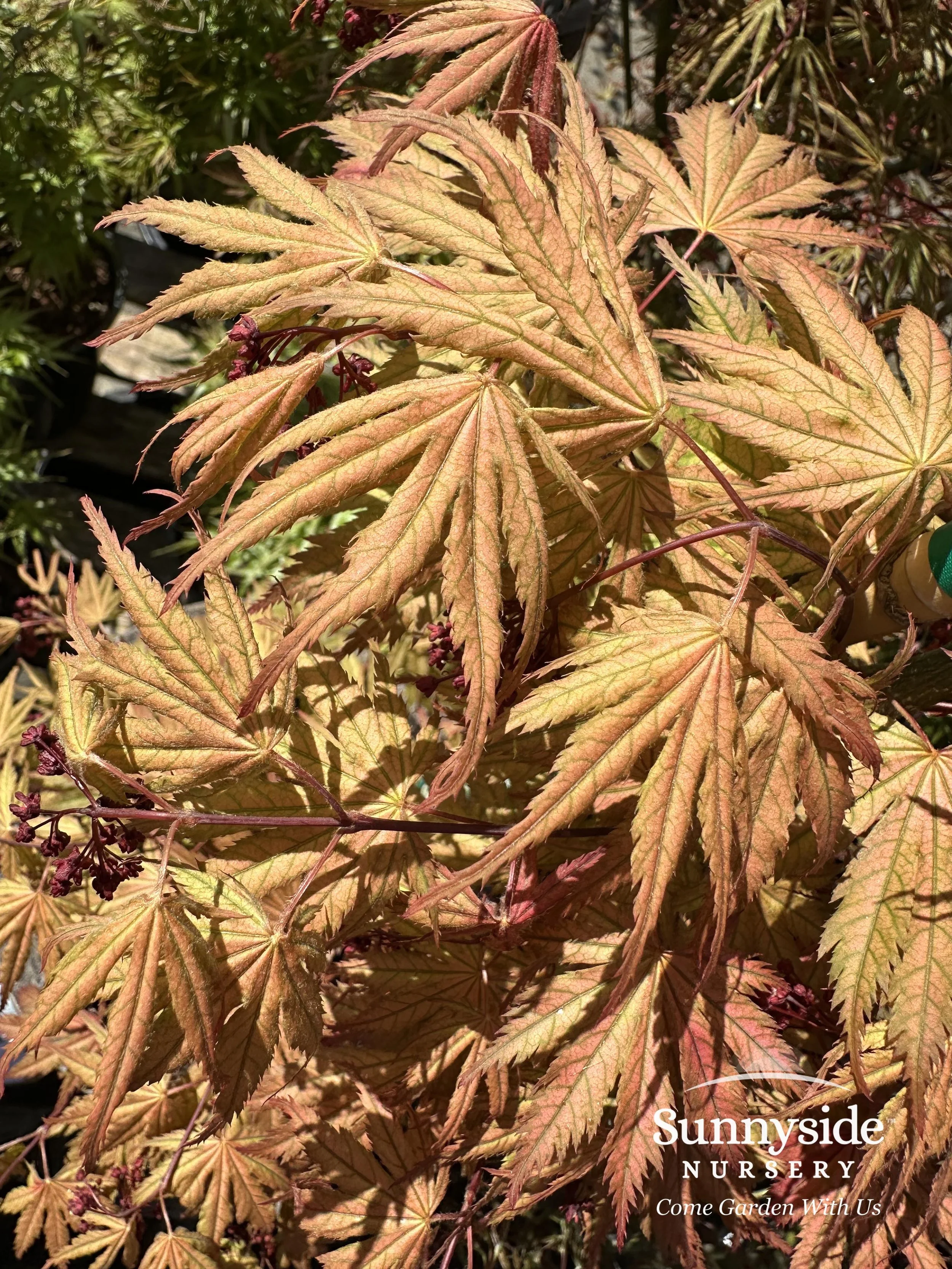 Japanese Maples Under 10 Feet A-M — Sunnyside Nursery