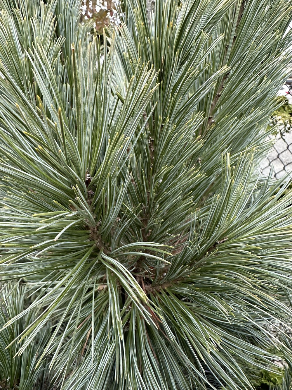 Pinus — Sunnyside Nursery