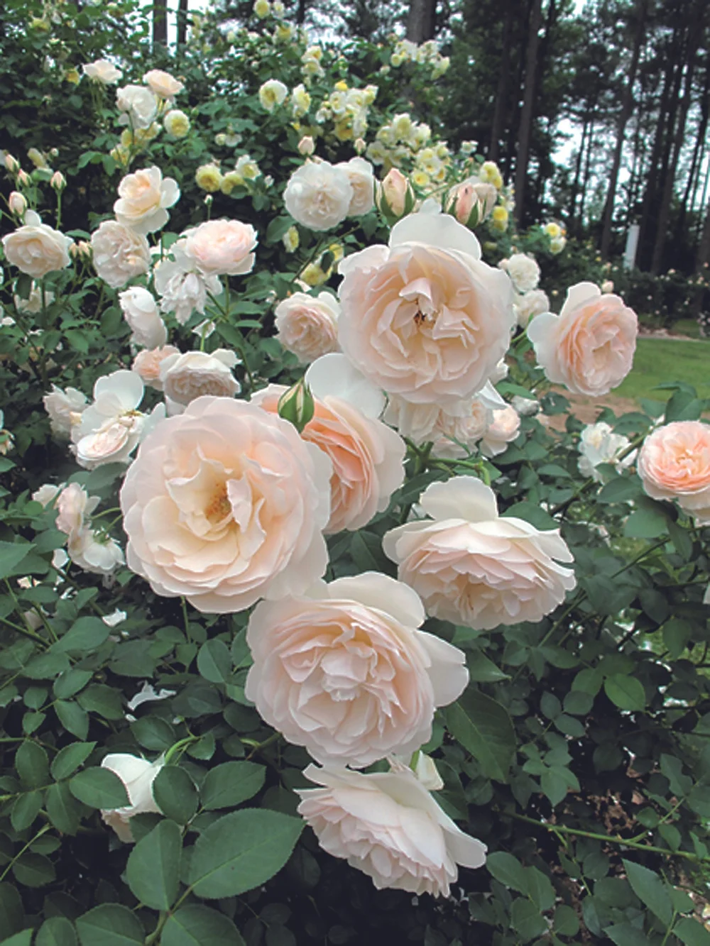 David Austin English Roses — Sunnyside Nursery