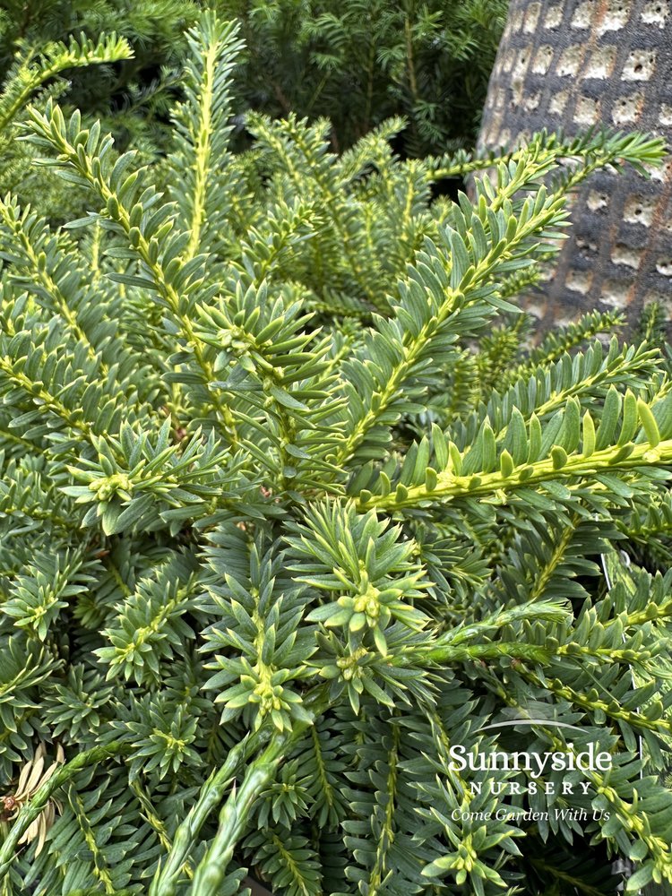 Taxus — Sunnyside Nursery
