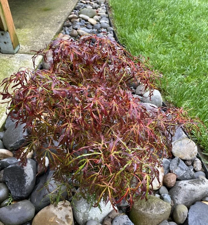 Specialty Japanese Maples — Sunnyside Nursery