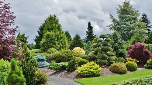 Dwarf Upright Conifers