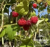 Raspberries — Sunnyside Nursery