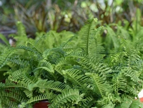 Low Light Houseplants — Sunnyside Nursery