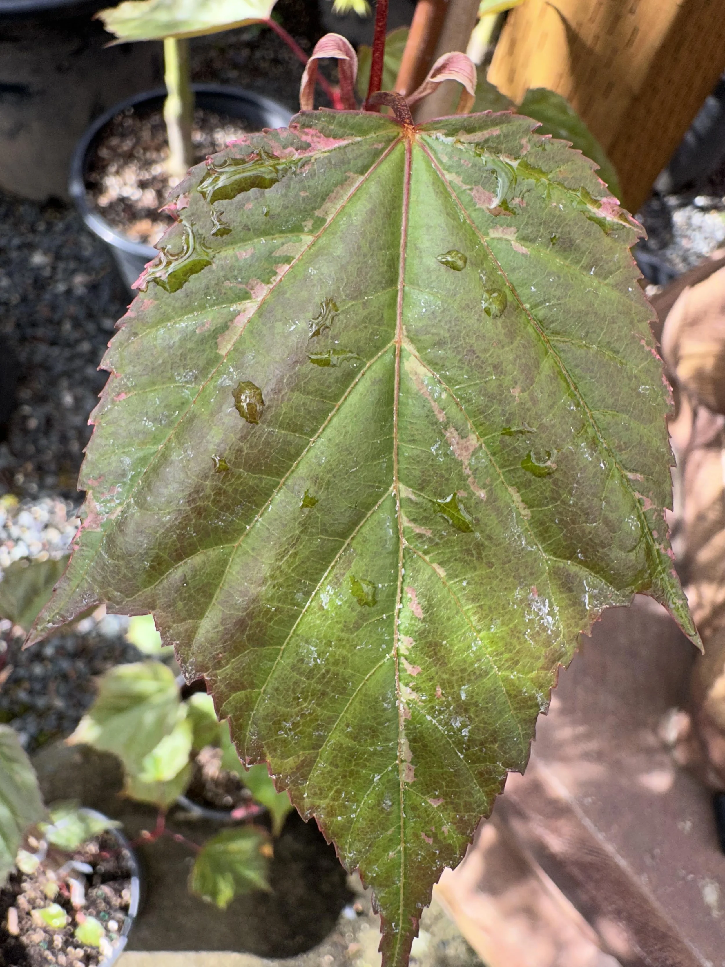 Specialty Japanese Maples — Sunnyside Nursery