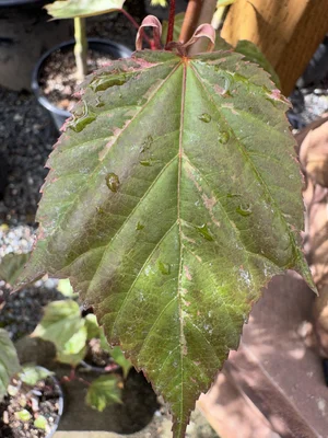 Specialty Japanese Maples — Sunnyside Nursery