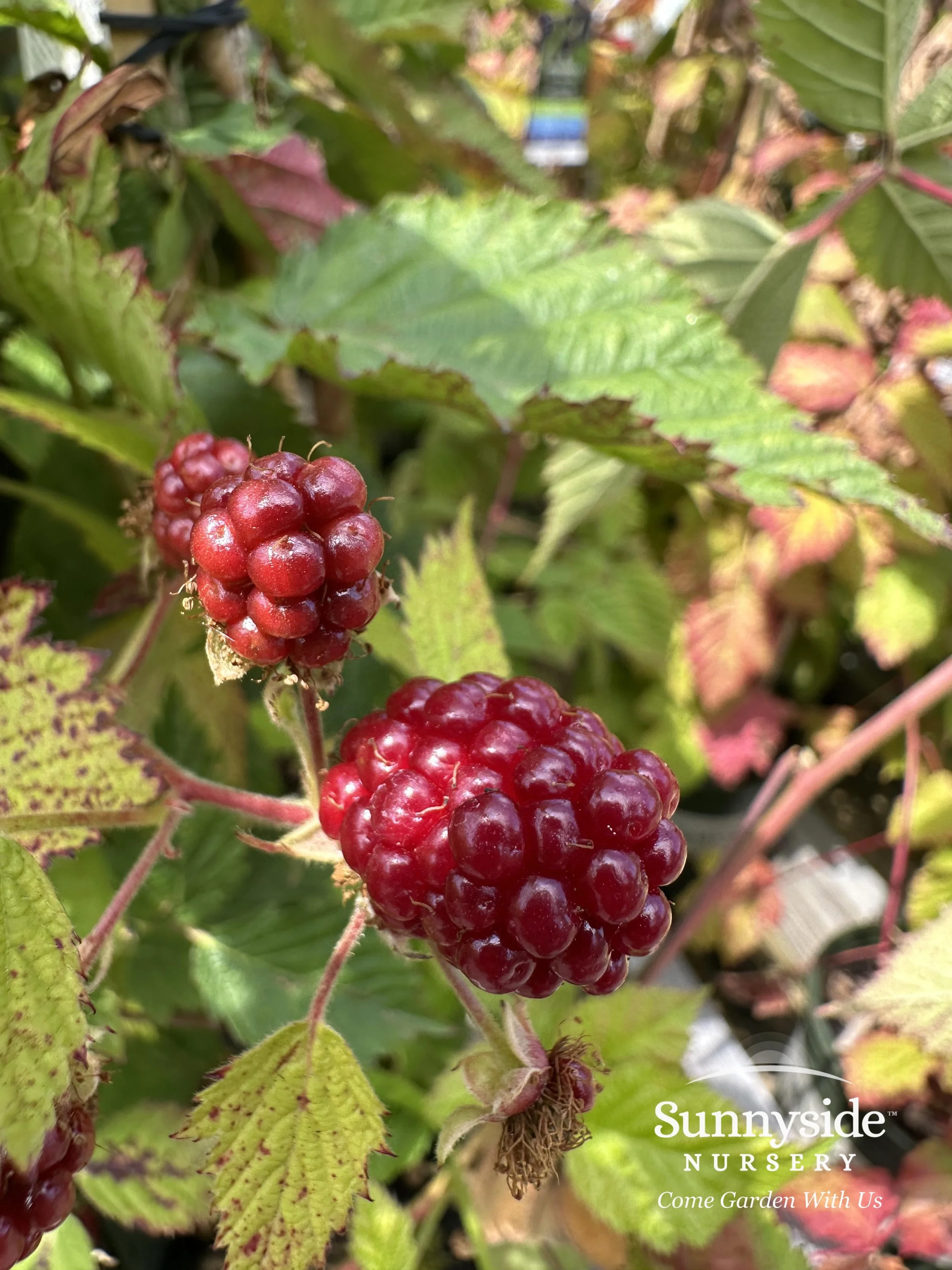 Brambles — Sunnyside Nursery