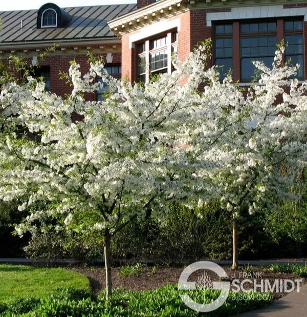 Flowering Crabapple Trees — Sunnyside Nursery