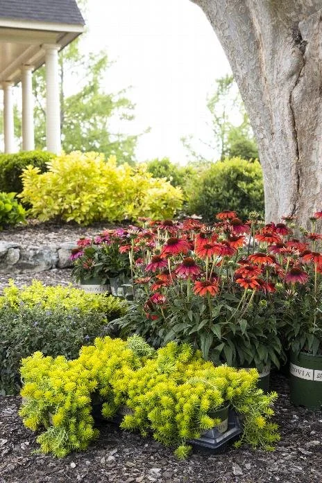 Evolution Coneflowers - They Just Keep Getting Better & Better ...