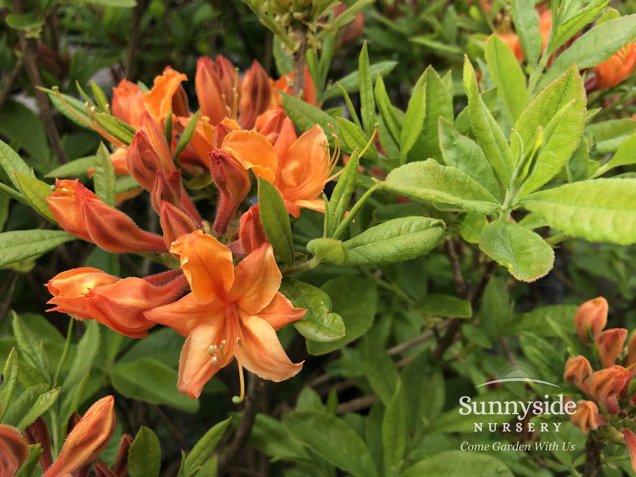 Deciduous Azaleas — Sunnyside Nursery