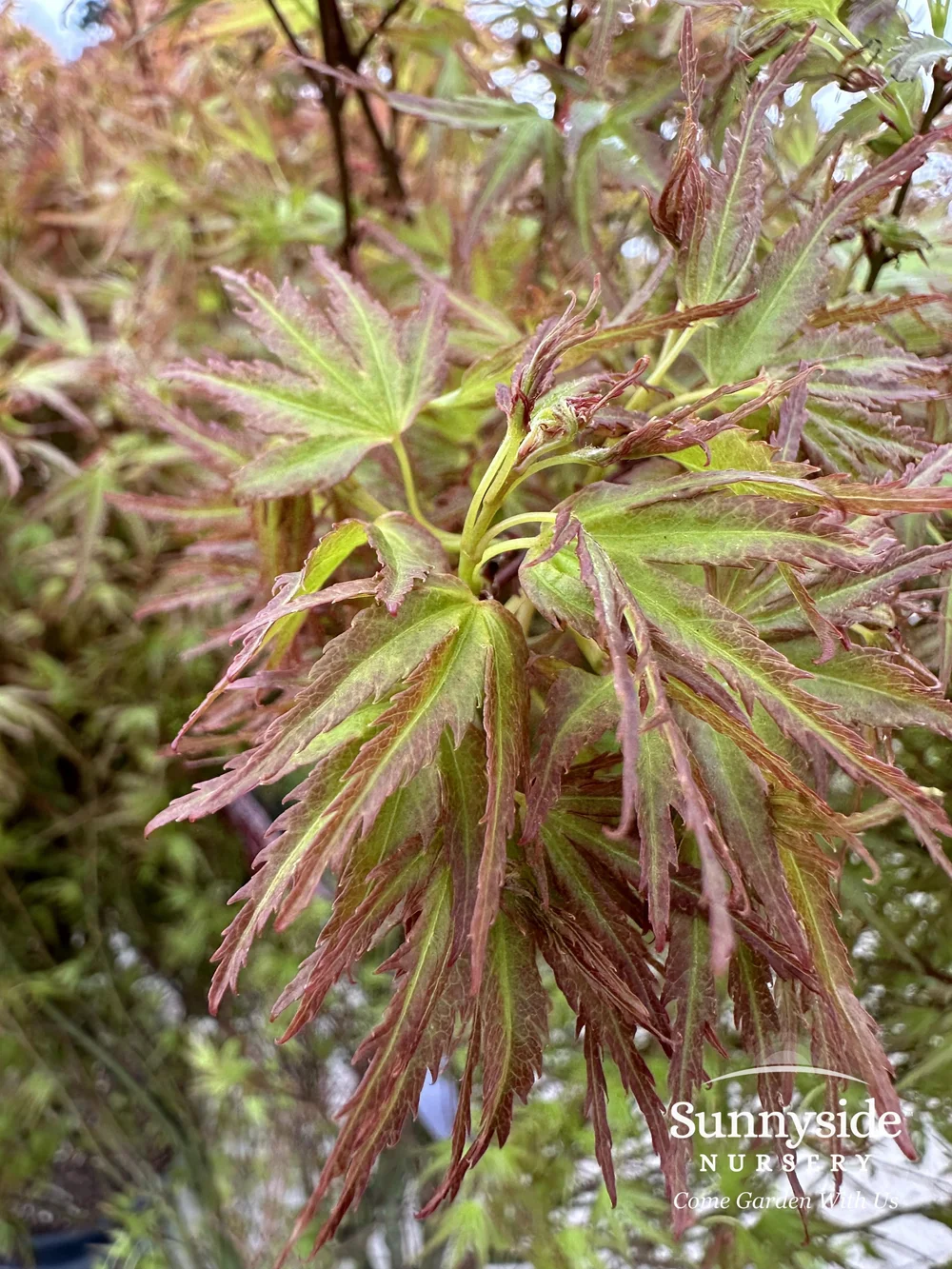 Lace-Leaf Japanese Maples — Sunnyside Nursery