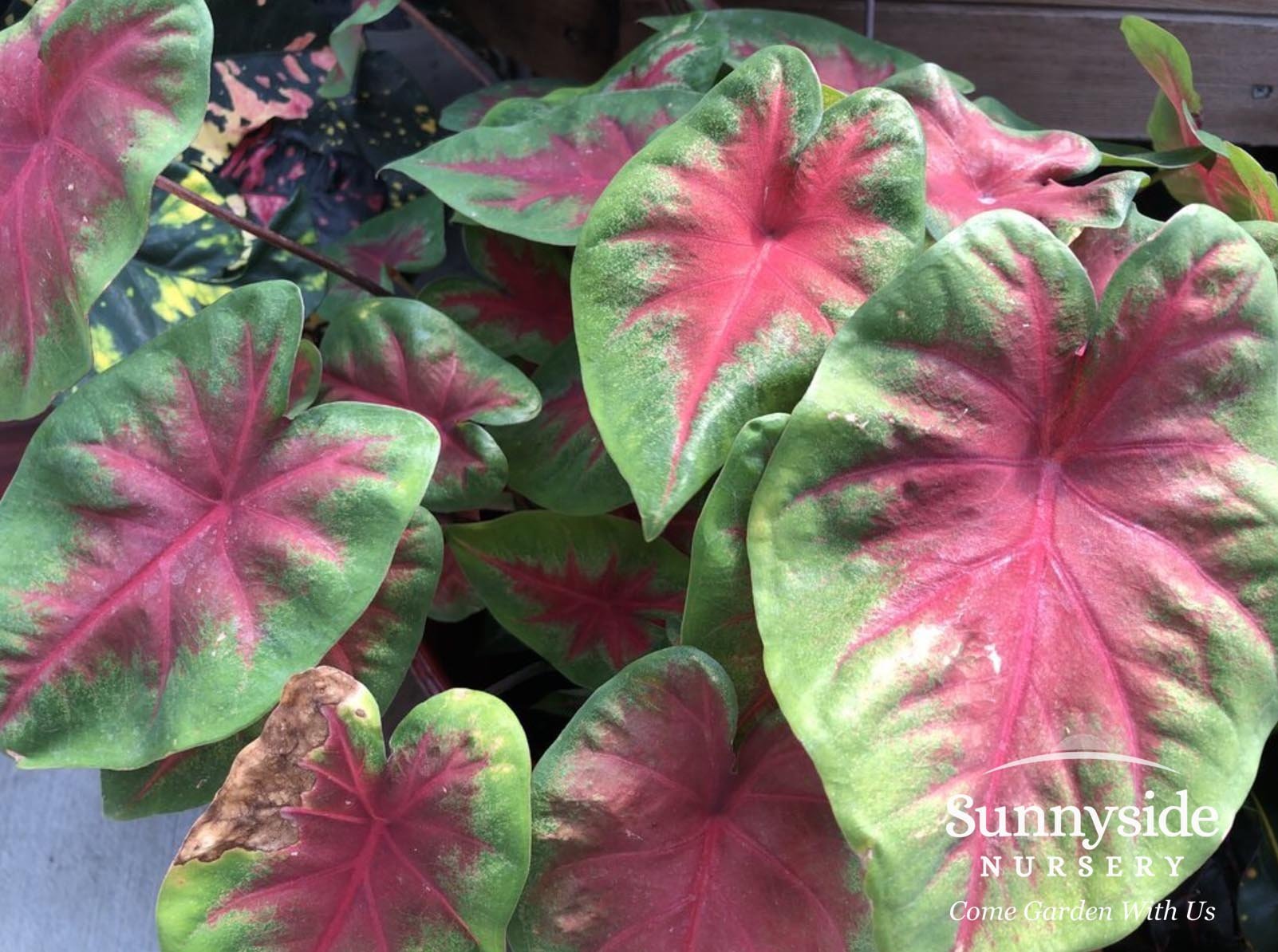 Medium Light Houseplants — Sunnyside Nursery