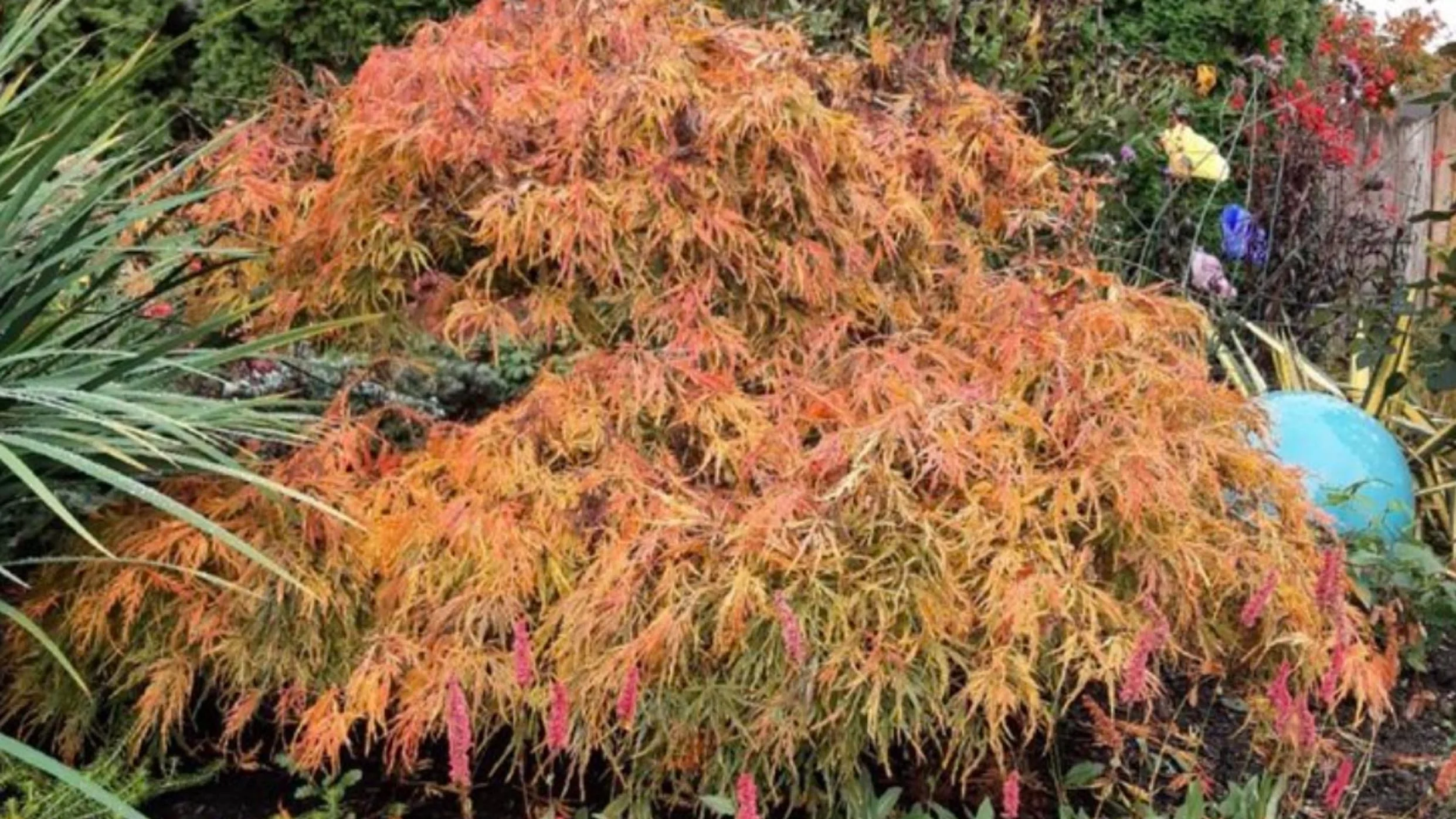 Japanese Maples for Spring Color — Sunnyside Nursery