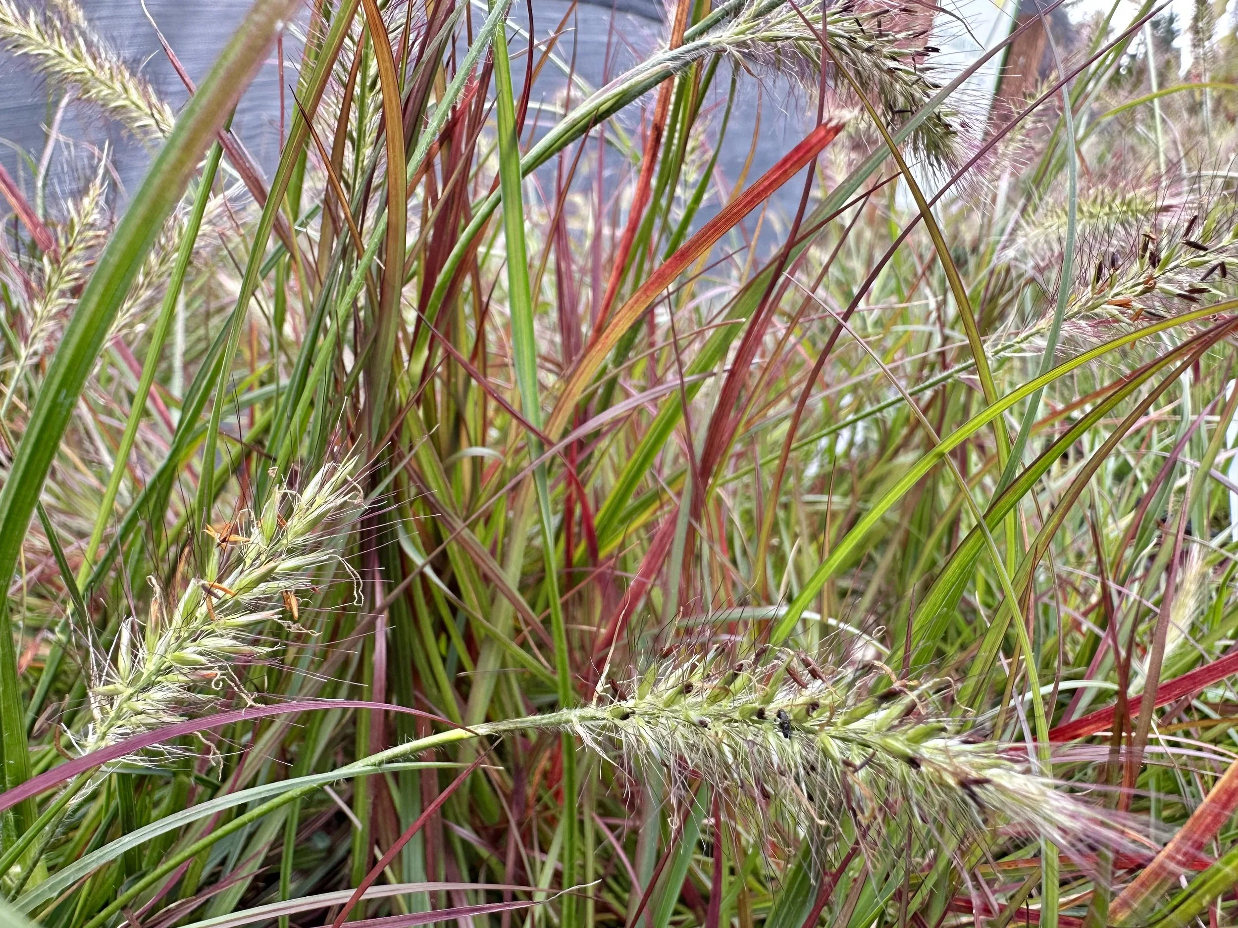 Fountain Grasses - Late blooming accents in the garden — Sunnyside Nursery