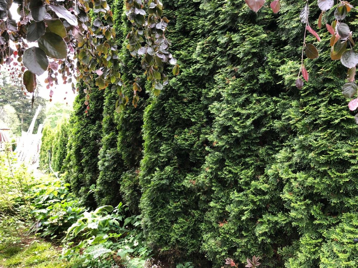 Don't Panic, Seasonal Needle Drop Is Normal — Sunnyside Nursery