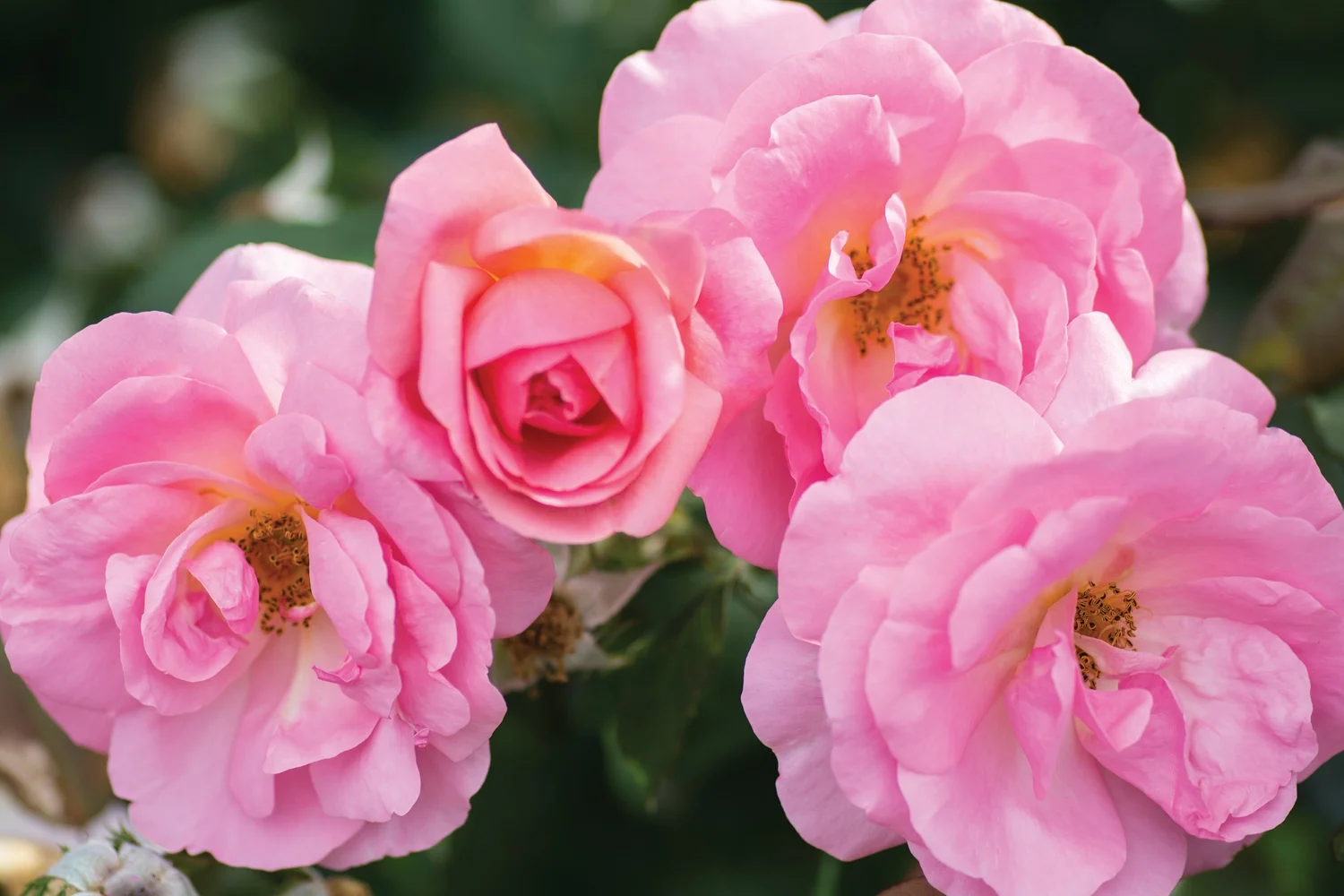 Shrub Roses — Sunnyside Nursery