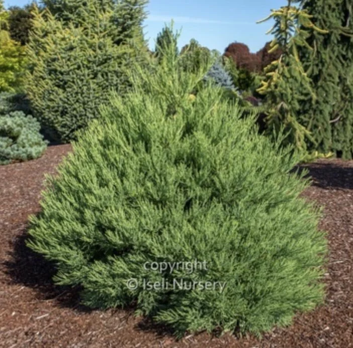 Sequoia — Sunnyside Nursery