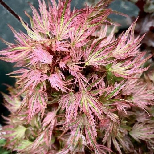 Japanese Maples Under 10 Feet A-M — Sunnyside Nursery