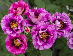 Floribunda Roses — Sunnyside Nursery