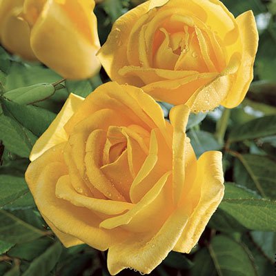 Grandiflora Roses — Sunnyside Nursery