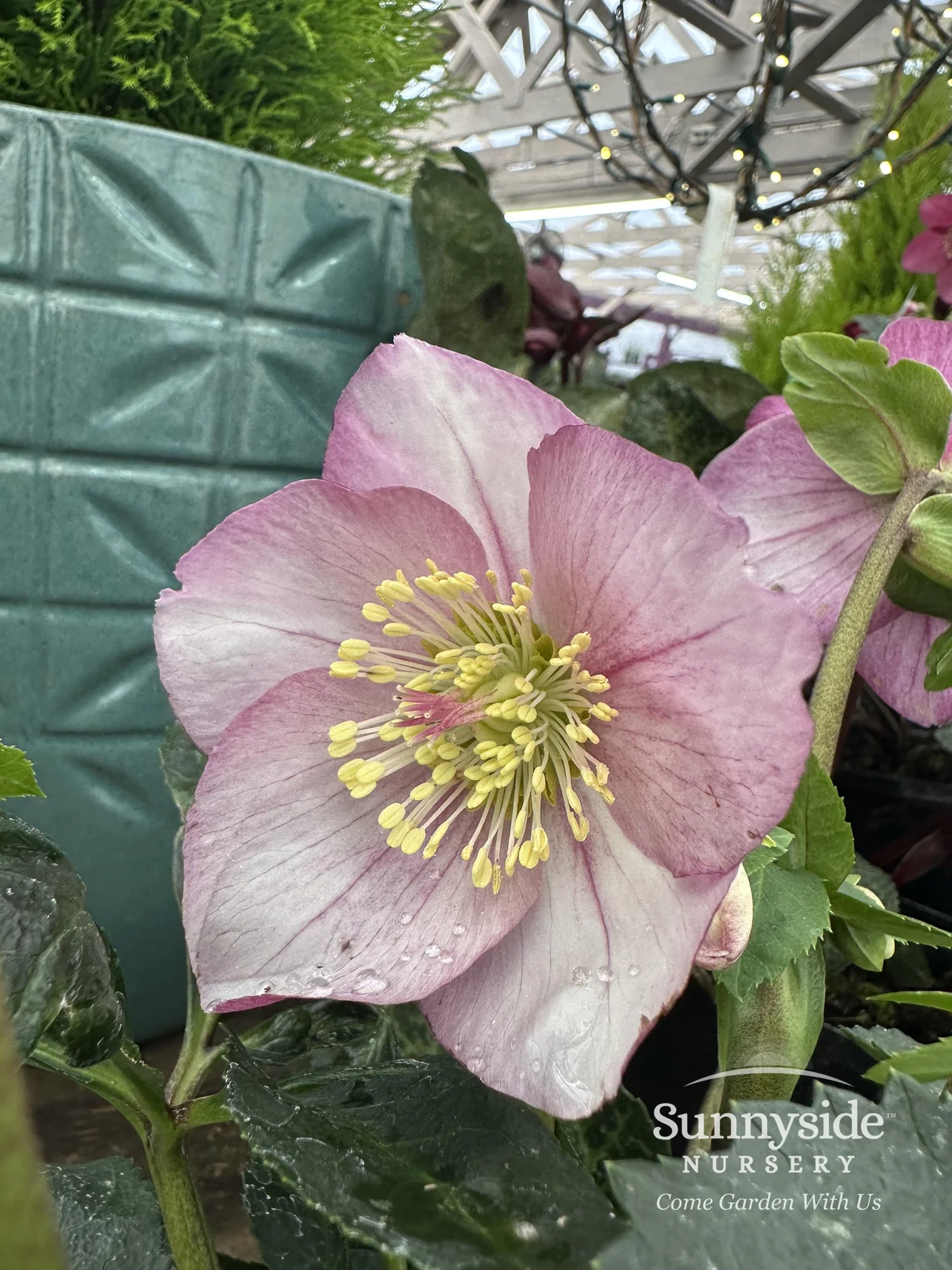 Hellebores — Sunnyside Nursery