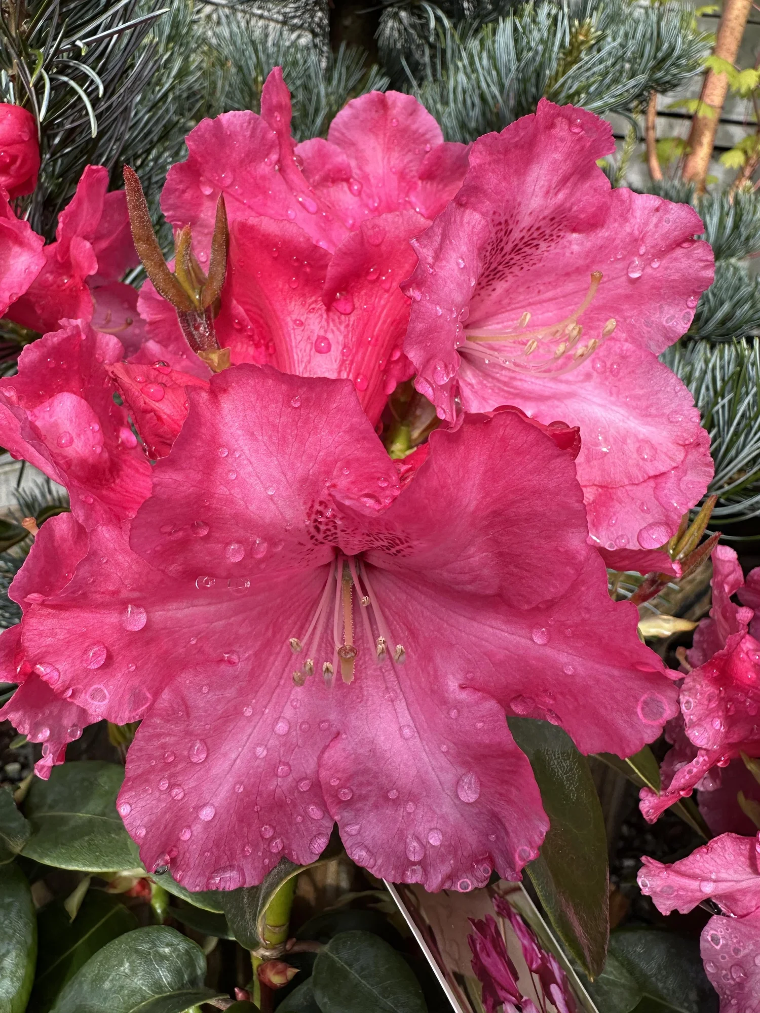 Red Rhododendrons — Sunnyside Nursery