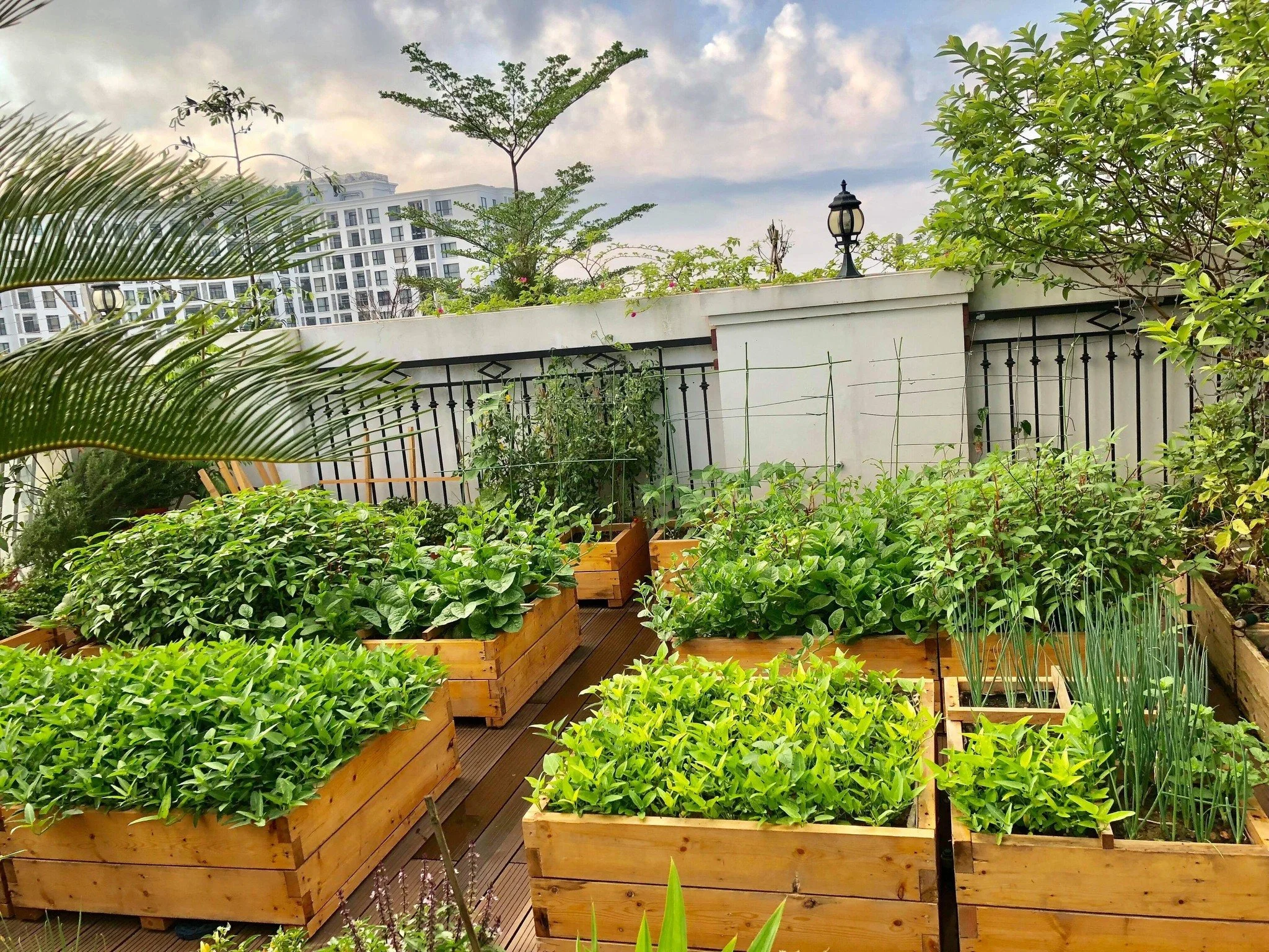 Getting The Most Out Of Your Veggie Garden — Sunnyside Nursery