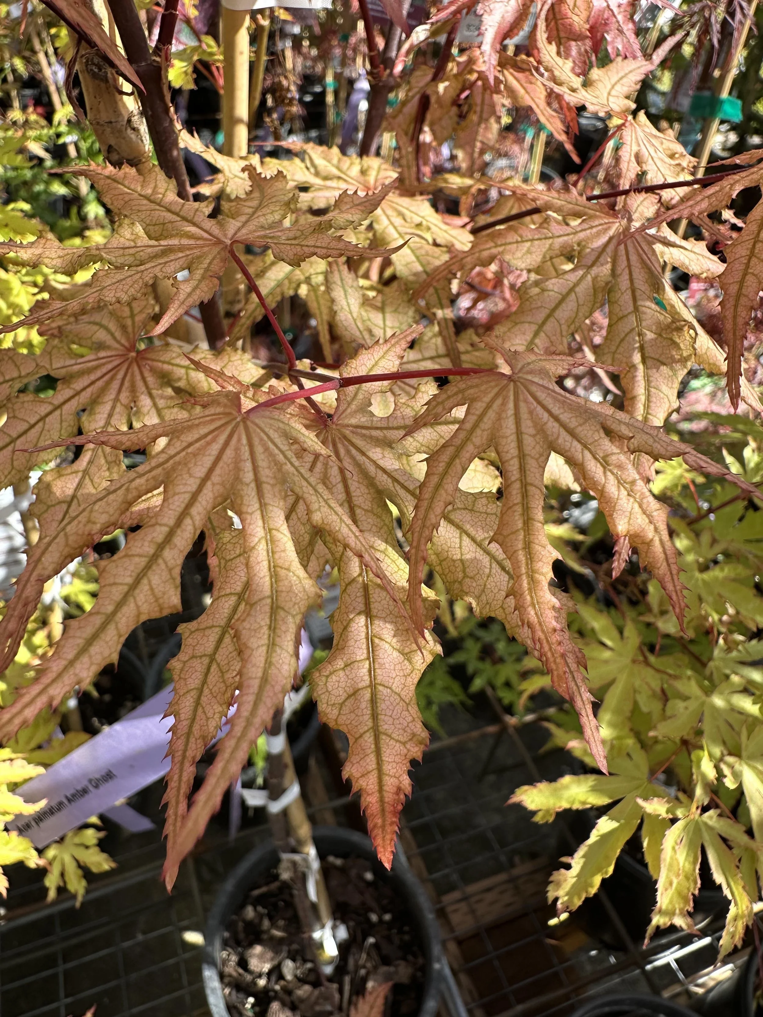 Japanese Maples Under 10 Feet A-M — Sunnyside Nursery