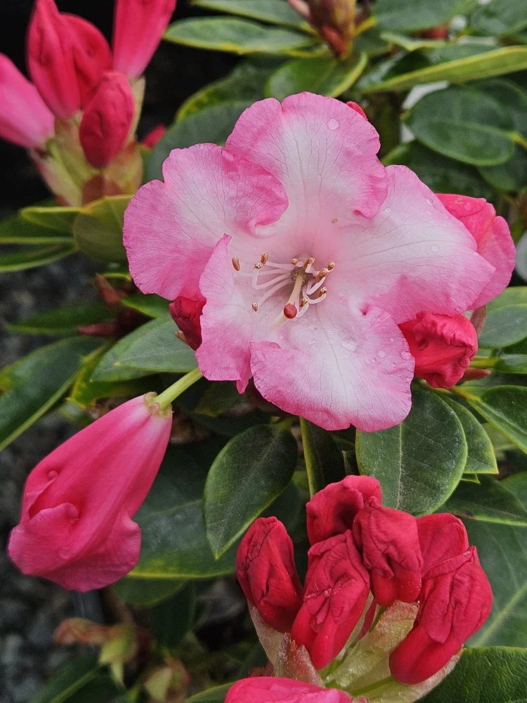 Pink Rhododendrons — Sunnyside Nursery