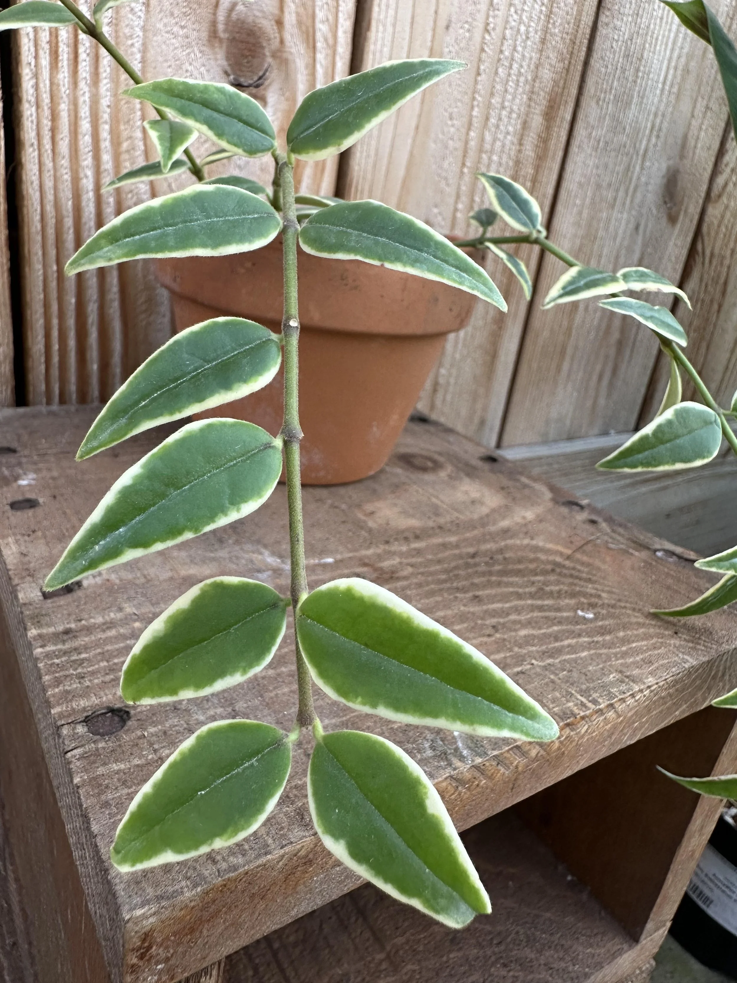 Collector Houseplants — Sunnyside Nursery