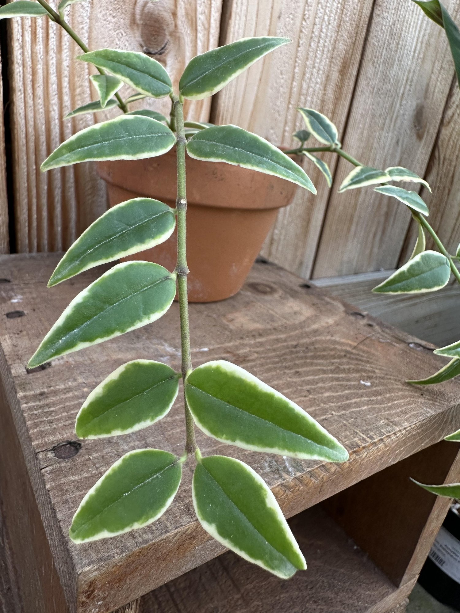 Collector Houseplants — Sunnyside Nursery