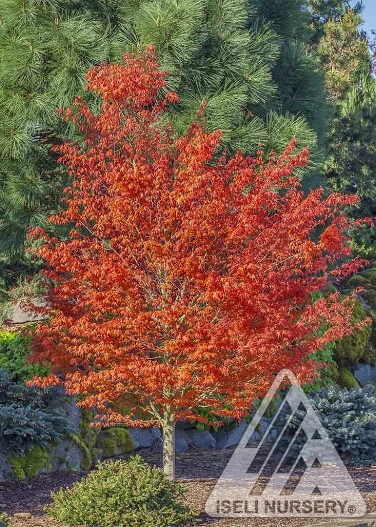 Looking For Some Spring Color? Try A Japanese Maple! — Sunnyside Nursery