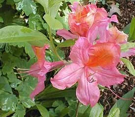 Pink Deciduous Azaleas — Sunnyside Nursery