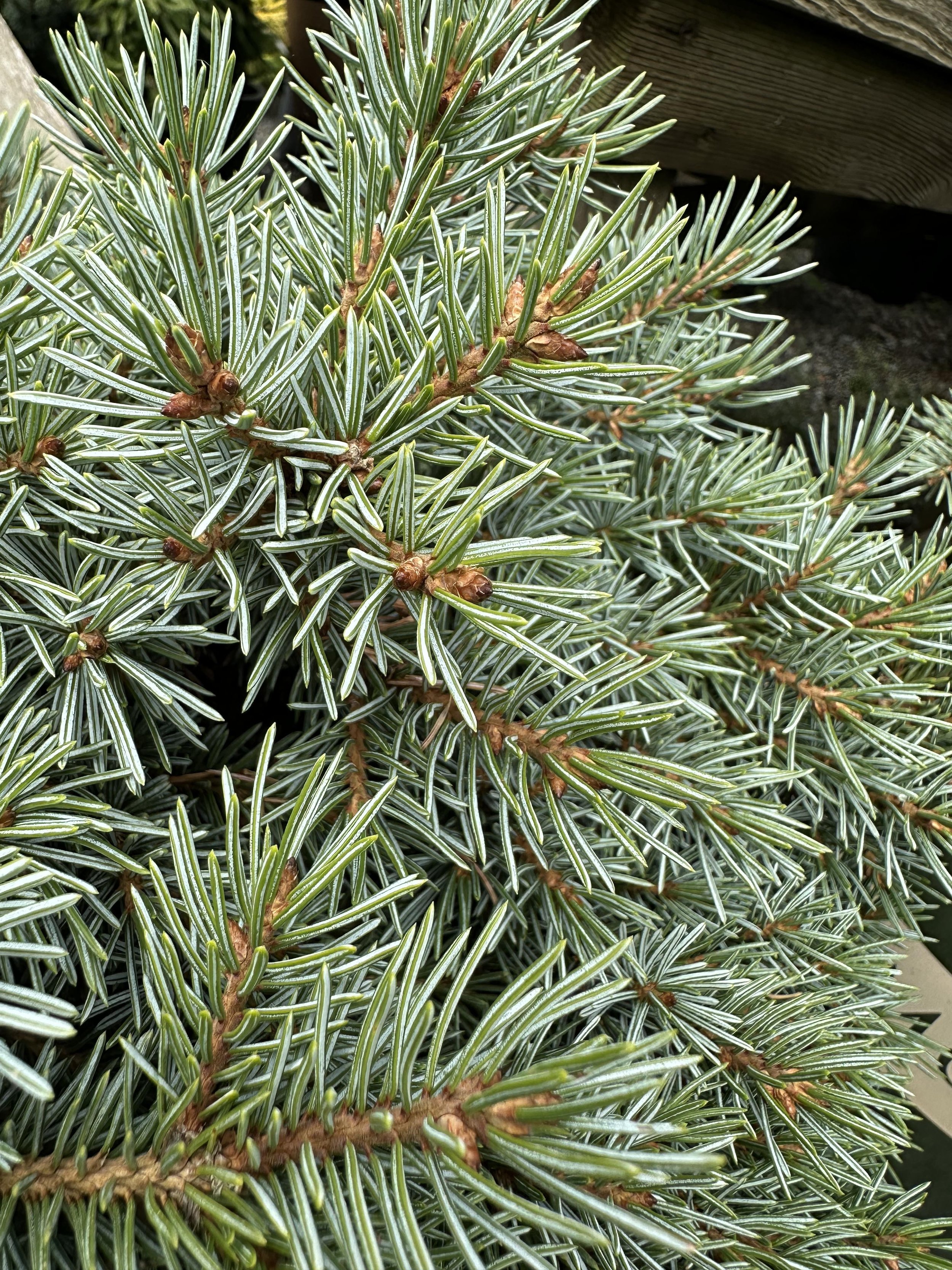 Picea — Sunnyside Nursery