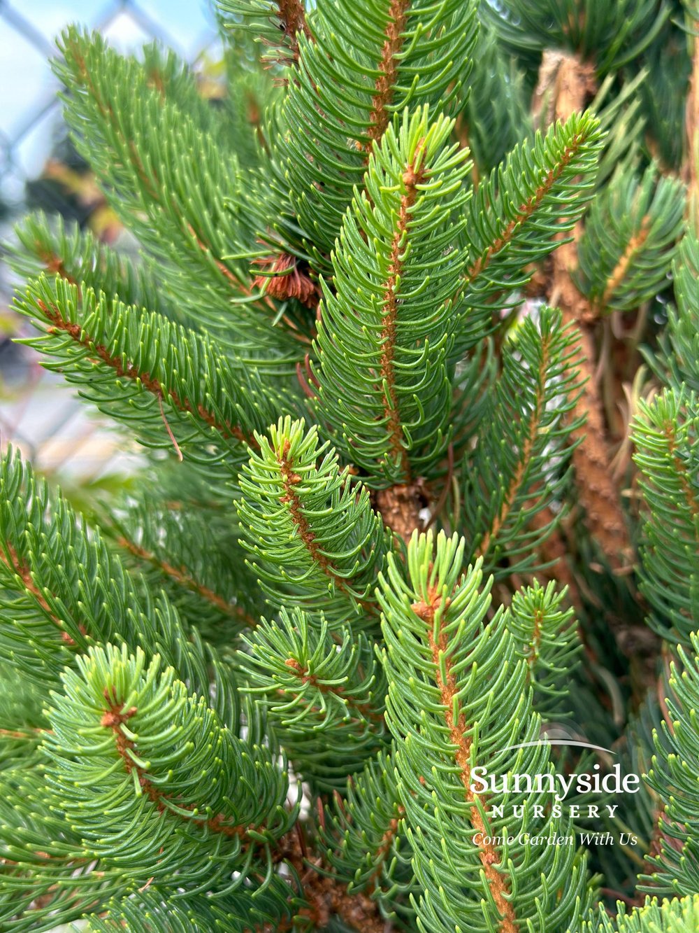Picea — Sunnyside Nursery