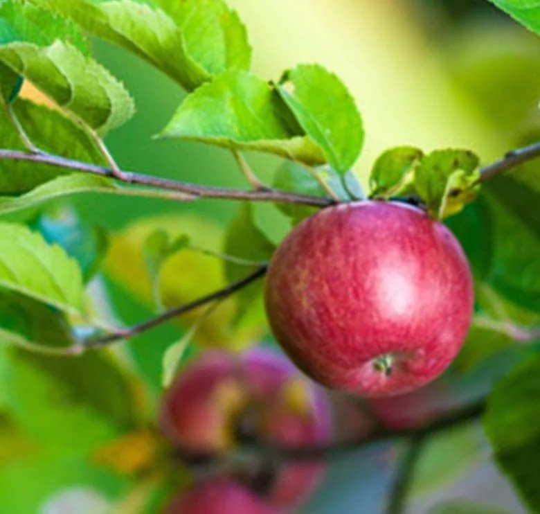 Apple Trees — Sunnyside Nursery