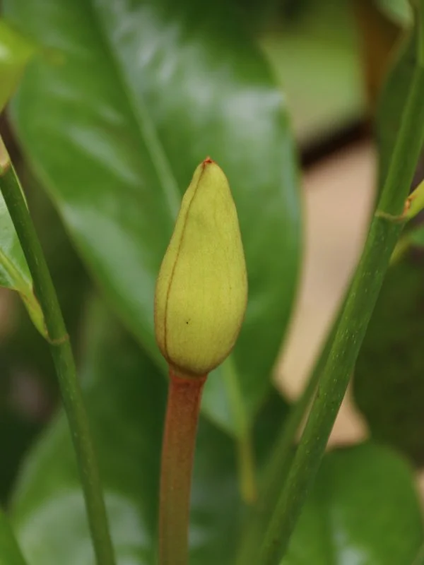 Magnolia Trees — Sunnyside Nursery