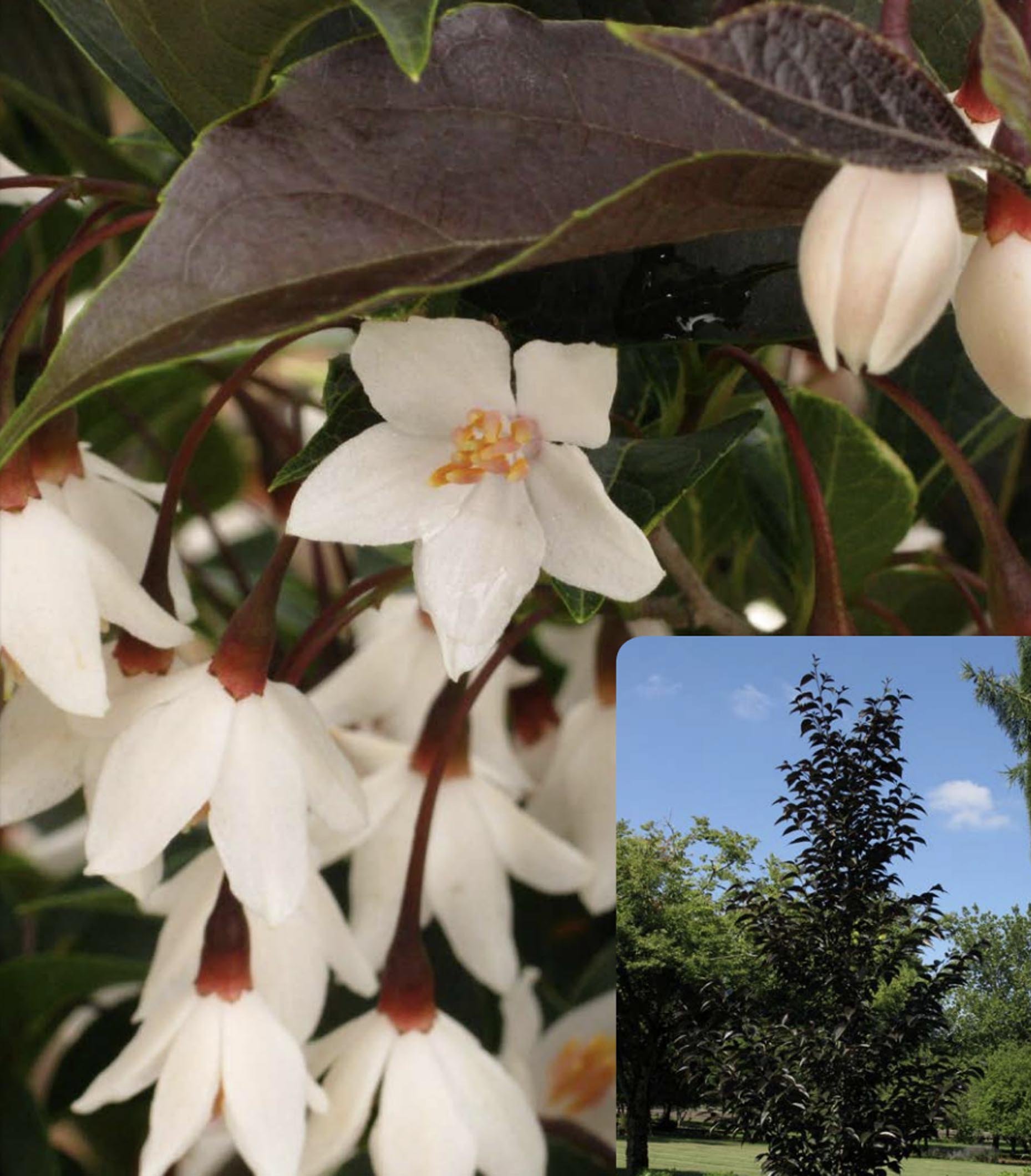 Japanese Snowbell Trees — Sunnyside Nursery