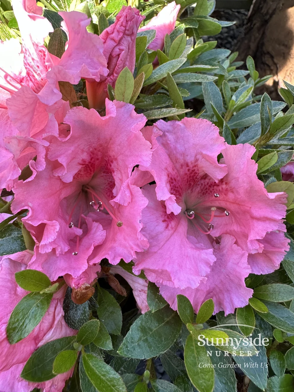 Pink Evergreen Azaleas — Sunnyside Nursery