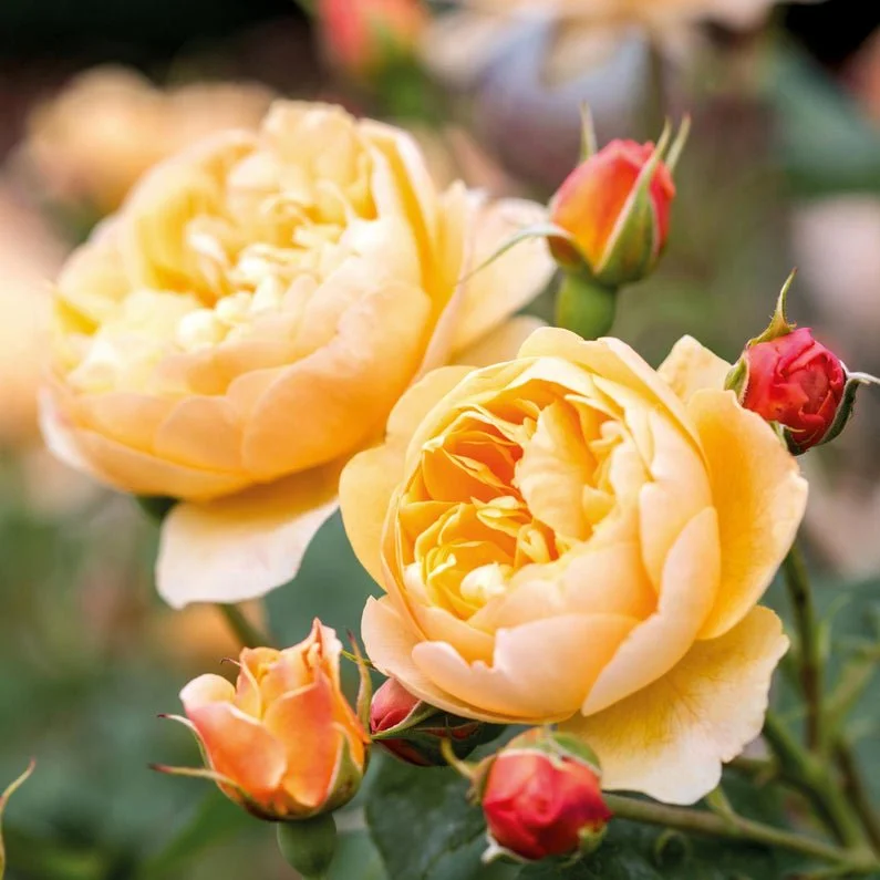 David Austin English Roses — Sunnyside Nursery
