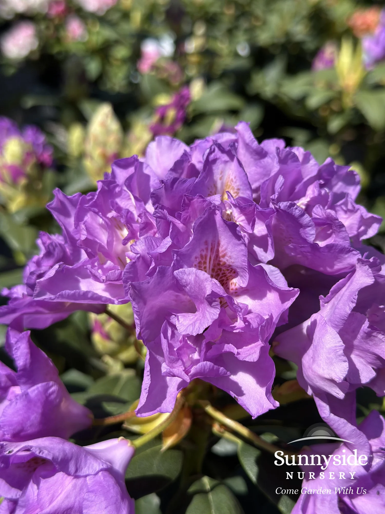 Blue & Purple Rhododendrons — Sunnyside Nursery