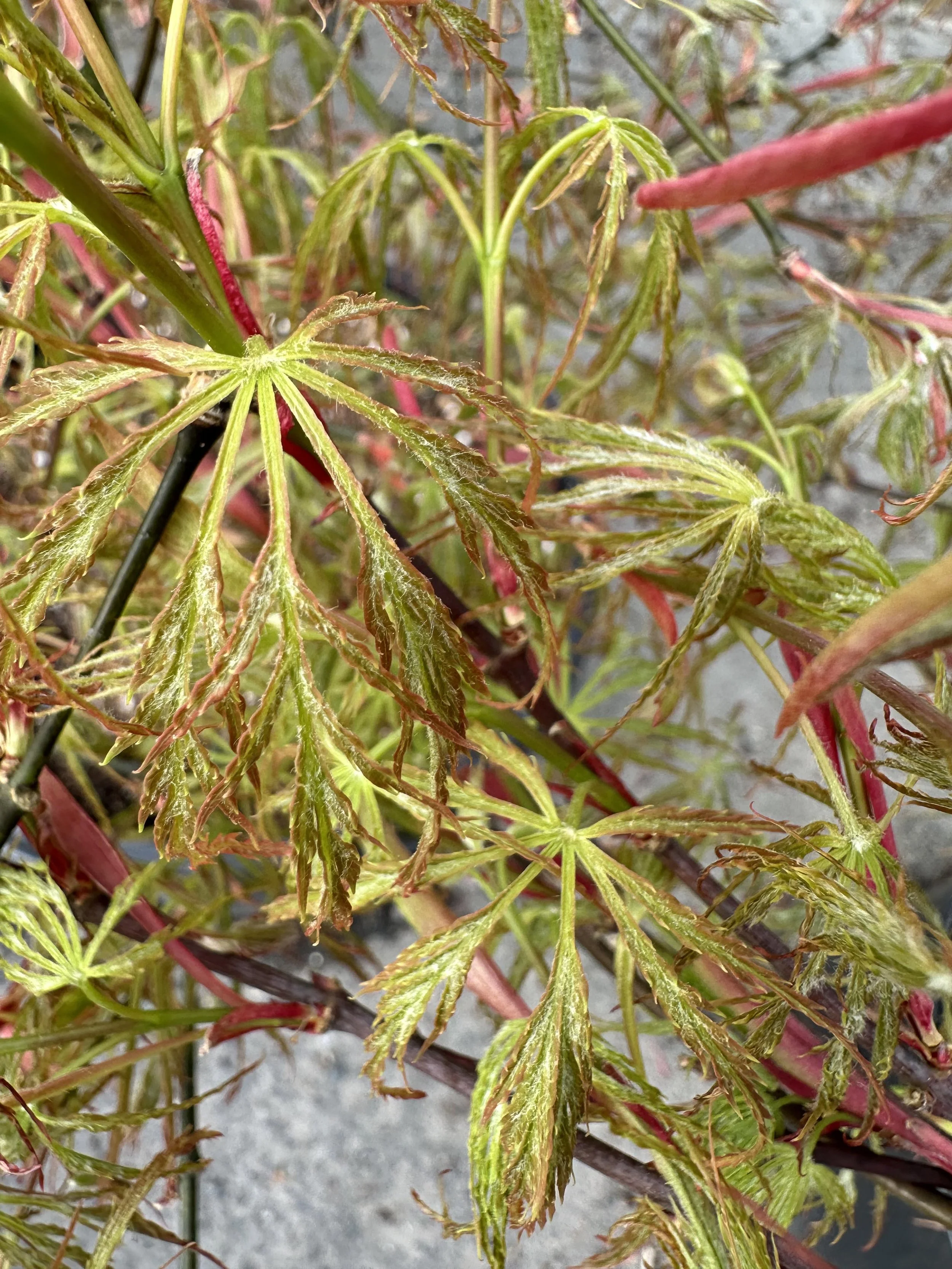 Lace-Leaf Japanese Maples — Sunnyside Nursery