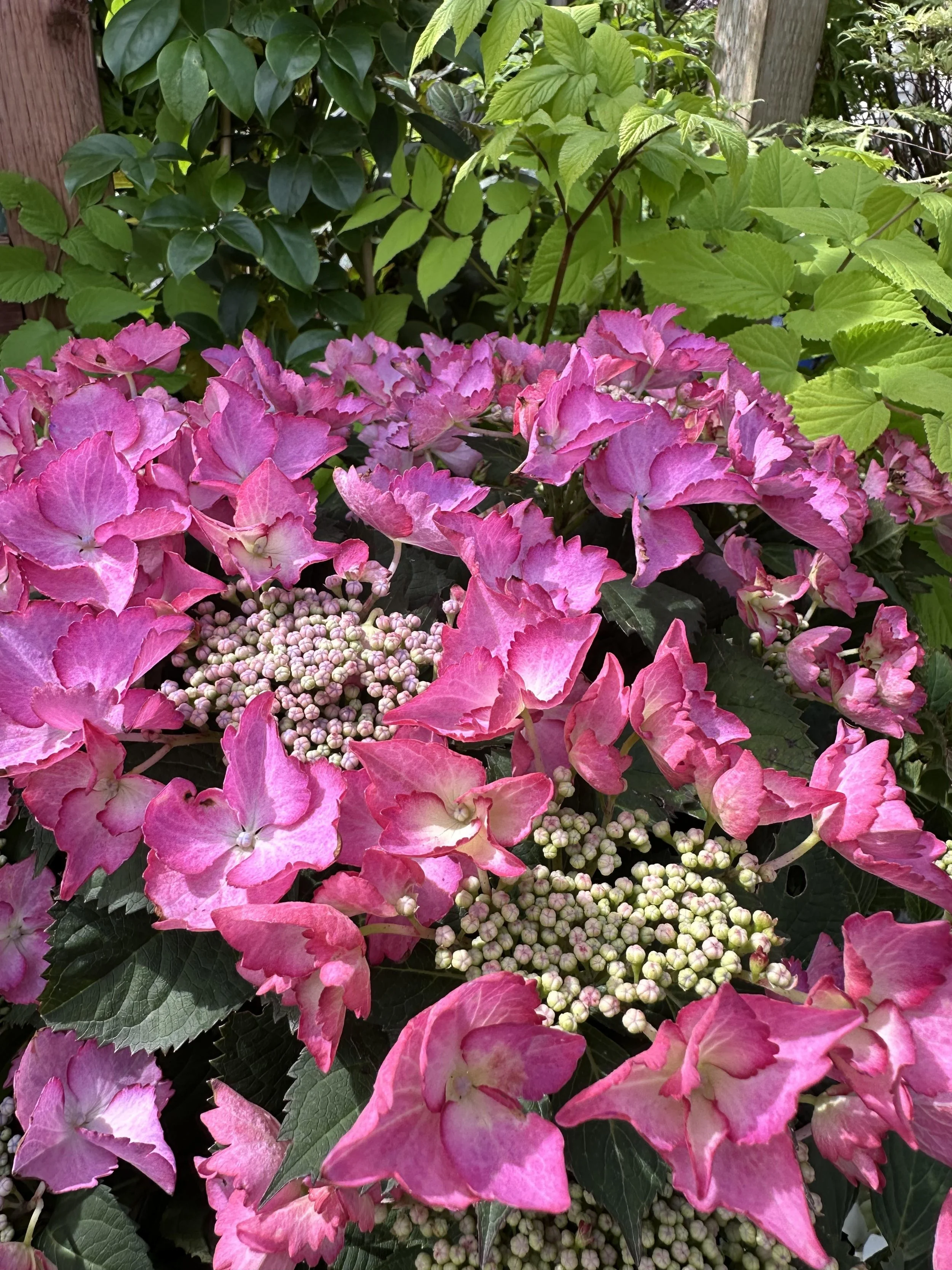 Seaside Serenade Hydrangeas — Sunnyside Nursery