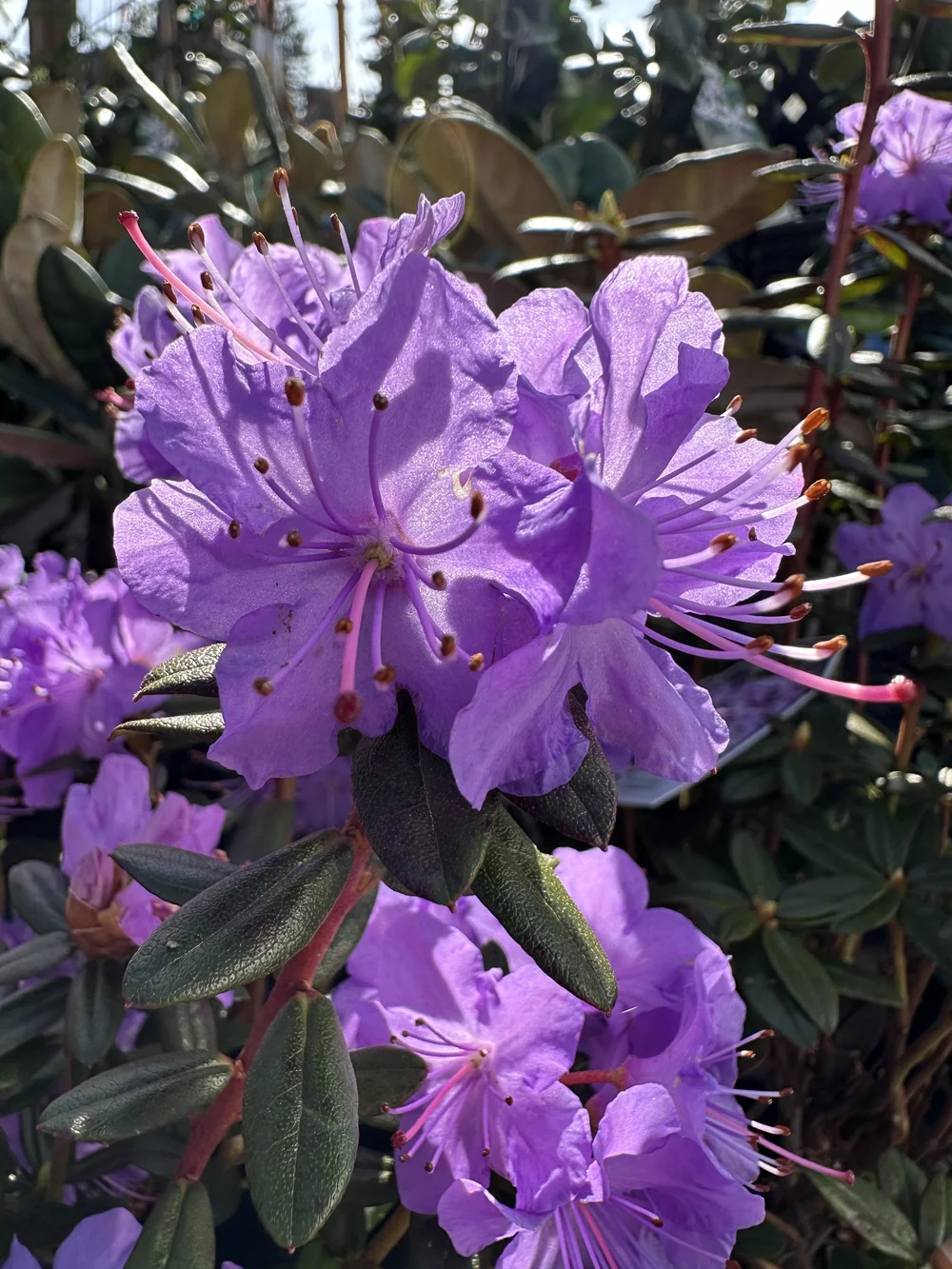 Blue & Purple Rhododendrons — Sunnyside Nursery