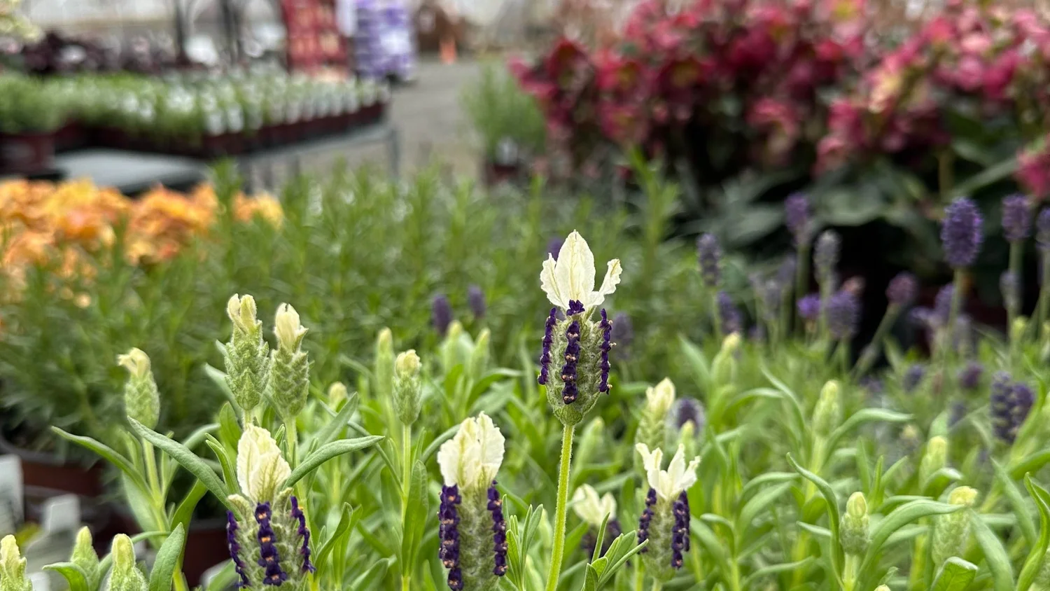Early Almost Spring Perennial Color — Sunnyside Nursery