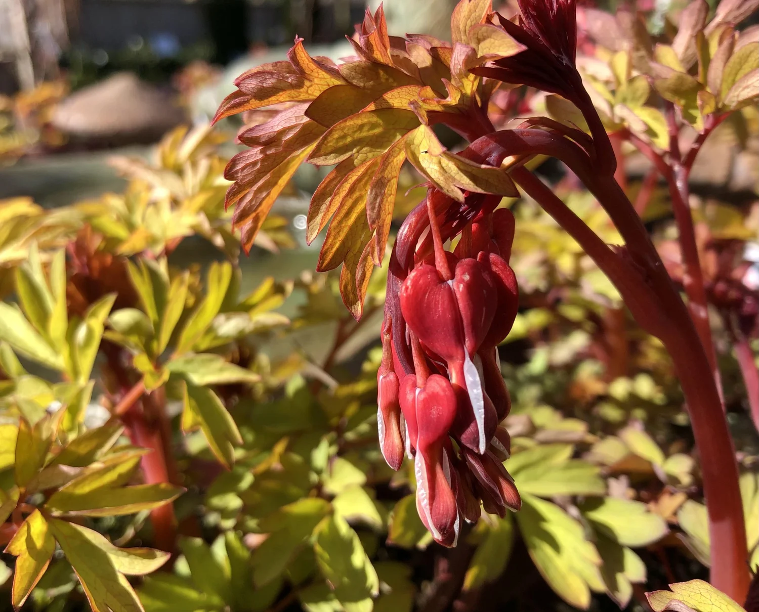 Introducing 'Ruby Gold' Bleeding Heart — Sunnyside Nursery